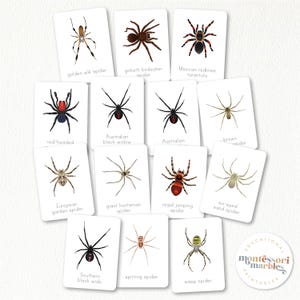 SPIDERS Types of Spiders Flash Cards | Montessori Inspired Learning ...