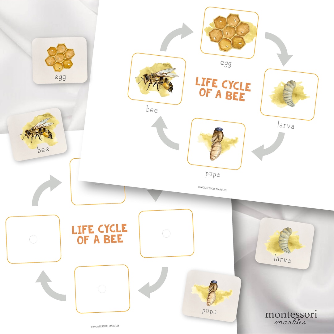 BEE Life Cycle of a Bee With Montessori Nomenclature Cards - Etsy
