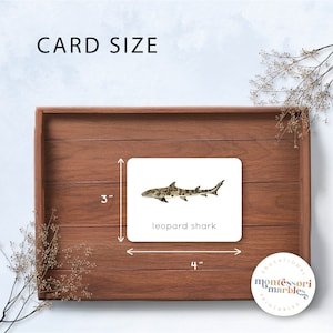 SHARKS Flash Cards | Types of Sharks | Watercolor Sharks Flash Cards ...