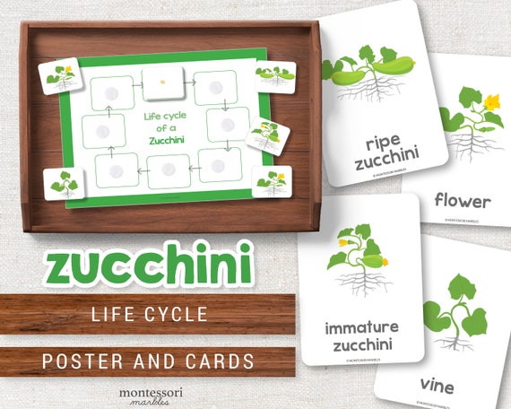 Life Cycle of a Zucchini Montessori Nomenclature Cards - Etsy