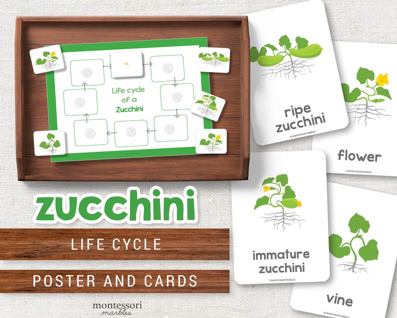 Life Cycle of a Zucchini Montessori Nomenclature Cards - Etsy