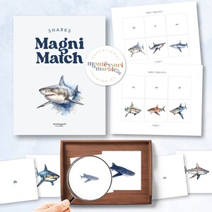 SHARKS Mini Bundle Unit Study | Montessori Inspired Sharks Week ...