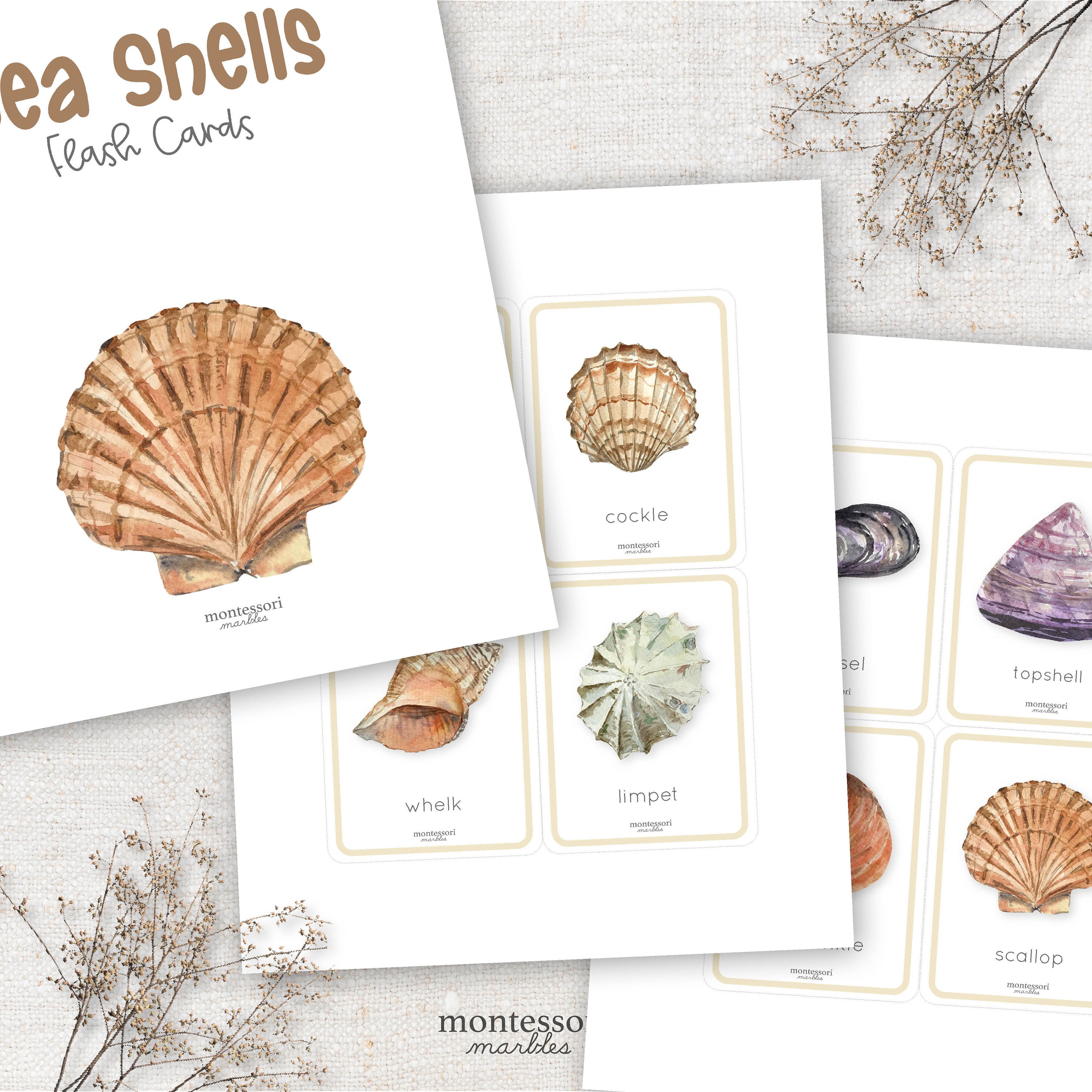 SEASHELLS Flash Cards Montessori Inspired Printable | Etsy