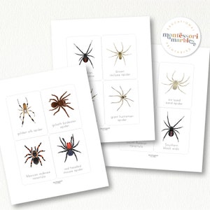 SPIDERS Types of Spiders Flash Cards Montessori Inspired Learning ...