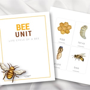 BEE Life Cycle of a Bee With Montessori Nomenclature Cards - Etsy