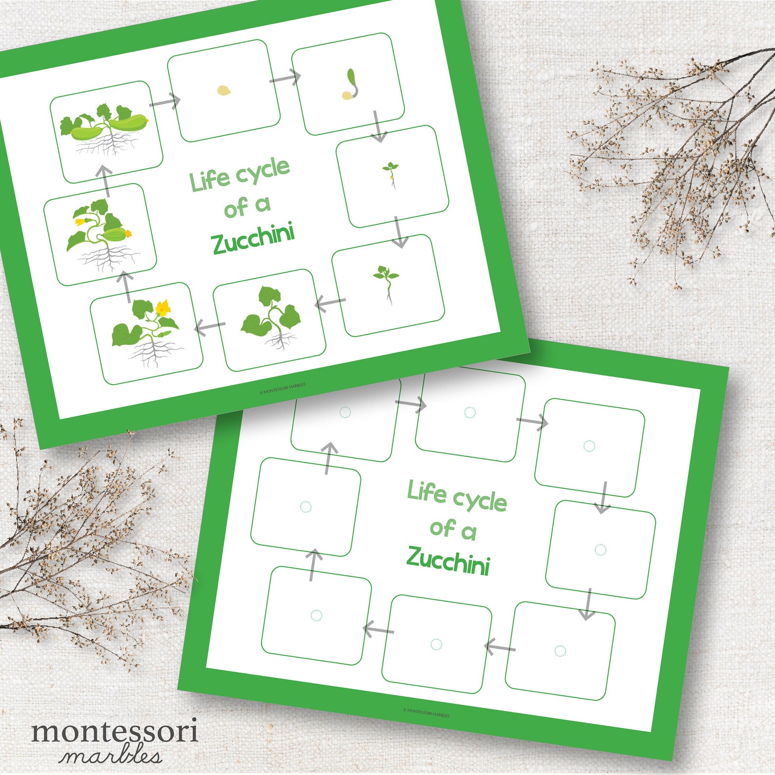 Life Cycle of a Zucchini Montessori Nomenclature Cards - Etsy