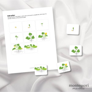 Life Cycle of a Zucchini Montessori Nomenclature Cards, Preschool ...