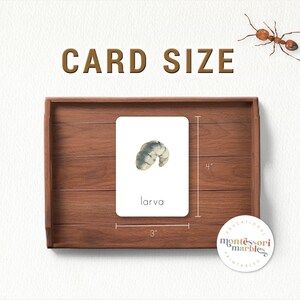ANT Life Cycle | Montessori Nomenclature Cards and Life Cycle Poster ...
