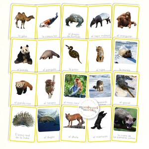 ANIMALES DE ASIA Montessori Tarjetas De Nomenclatura | Recursos En ...