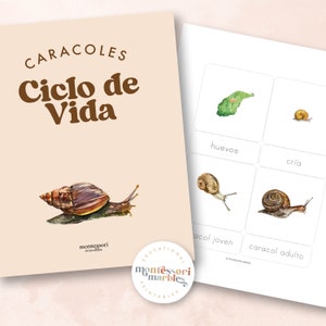 CICLO DE VIDA De Un Caracol | Life Cycle of Snails in Spanish ...