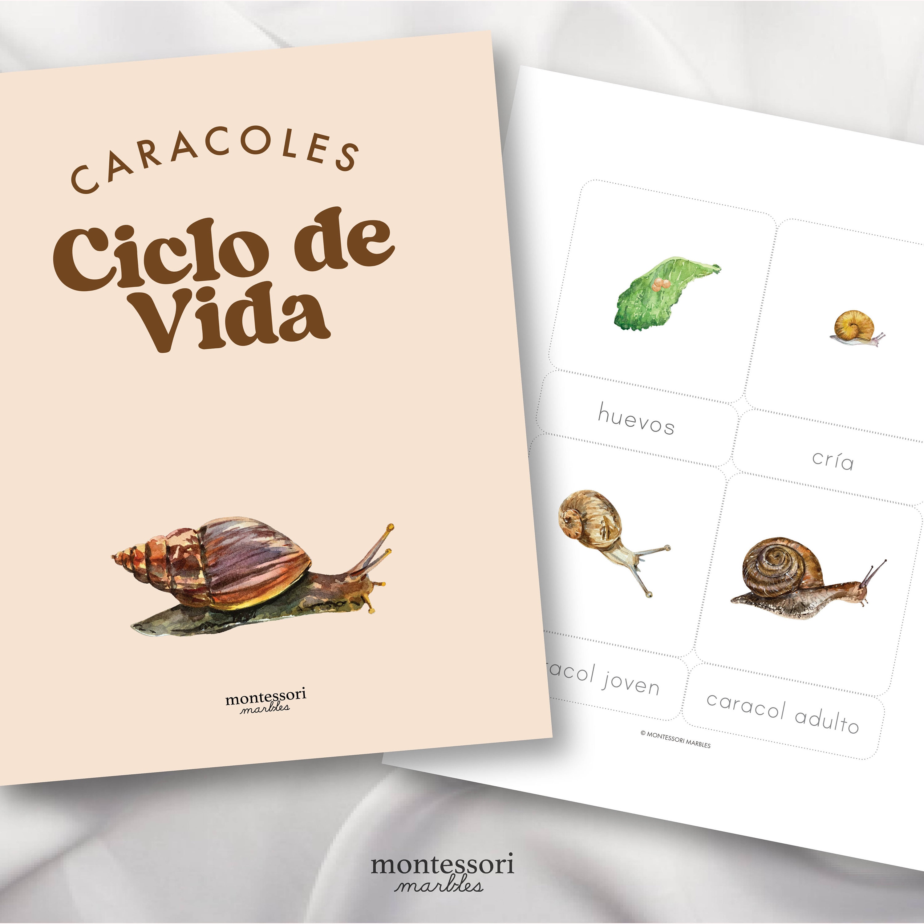 CICLO DE VIDA de un Caracol Life Cycle of Snails in Spanish Montessori ...