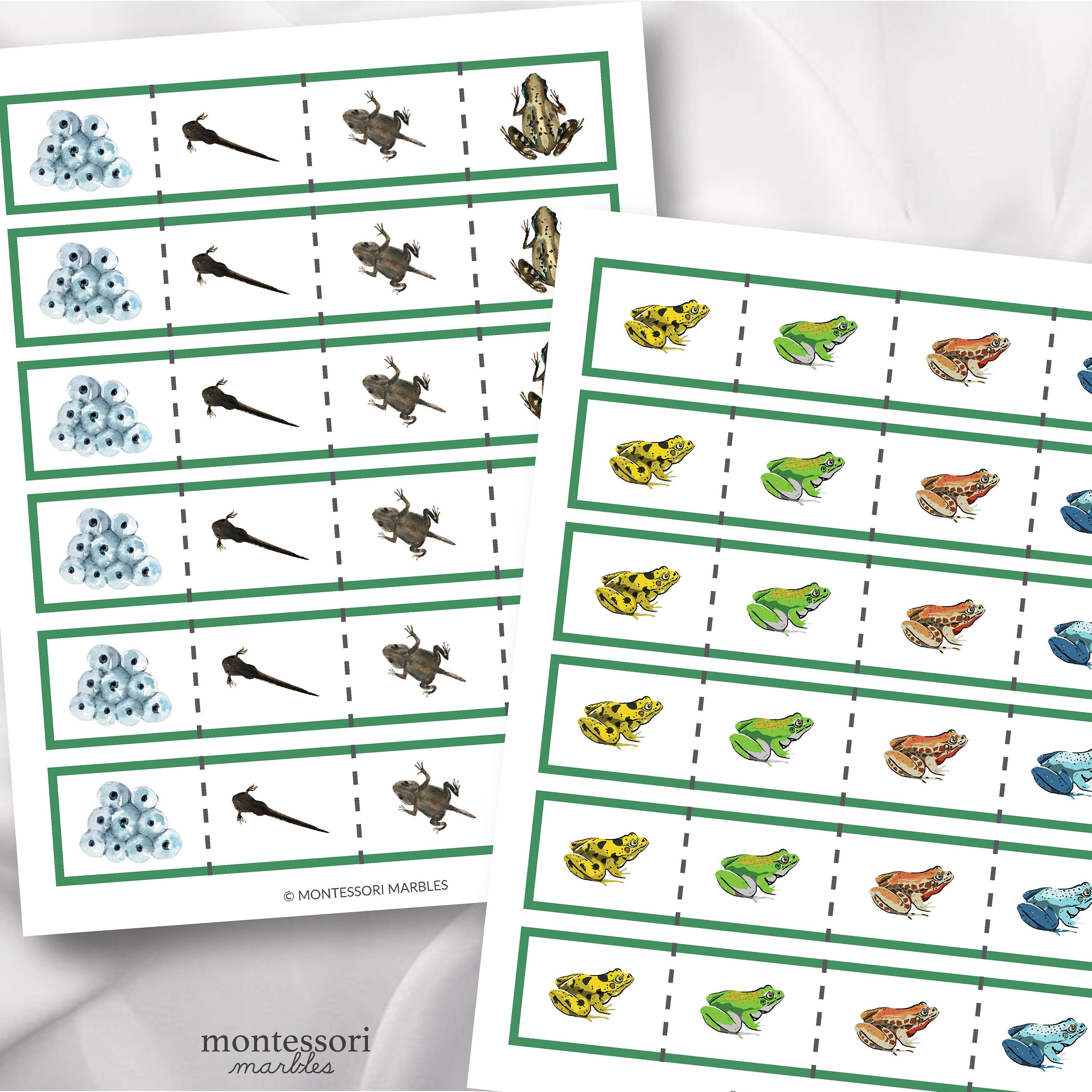 FROGS Cutting Strips With Life Cycle for Scissors Skills Montessori ...