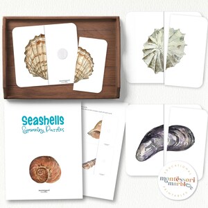 SEASHELLS Mini Bundle for Preschool & Kindergarten Age 2-4 Years Old ...