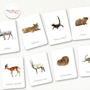 DESERT ANIMALS Flash Cards | Vocabulary Builder | Montessori Inspired ...