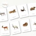 DESERT ANIMALS Flash Cards | Vocabulary Builder | Montessori Inspired ...