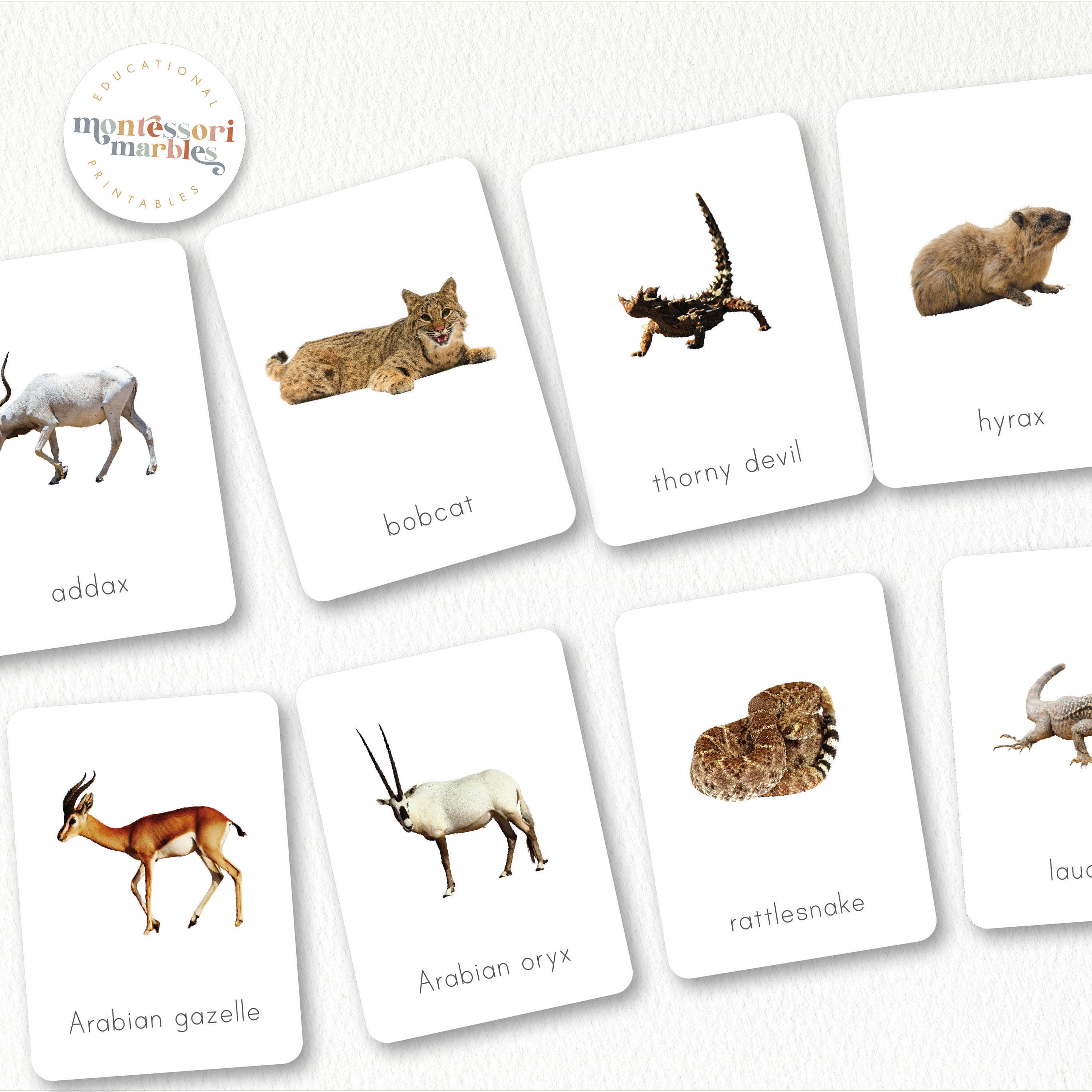 Desert Animals Flash Cards | Montessori Zoology Vocabulary | Real Photo ...