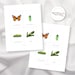 Life Cycle of a Butterfly | Montessori Nomenclature Cards | Nature ...