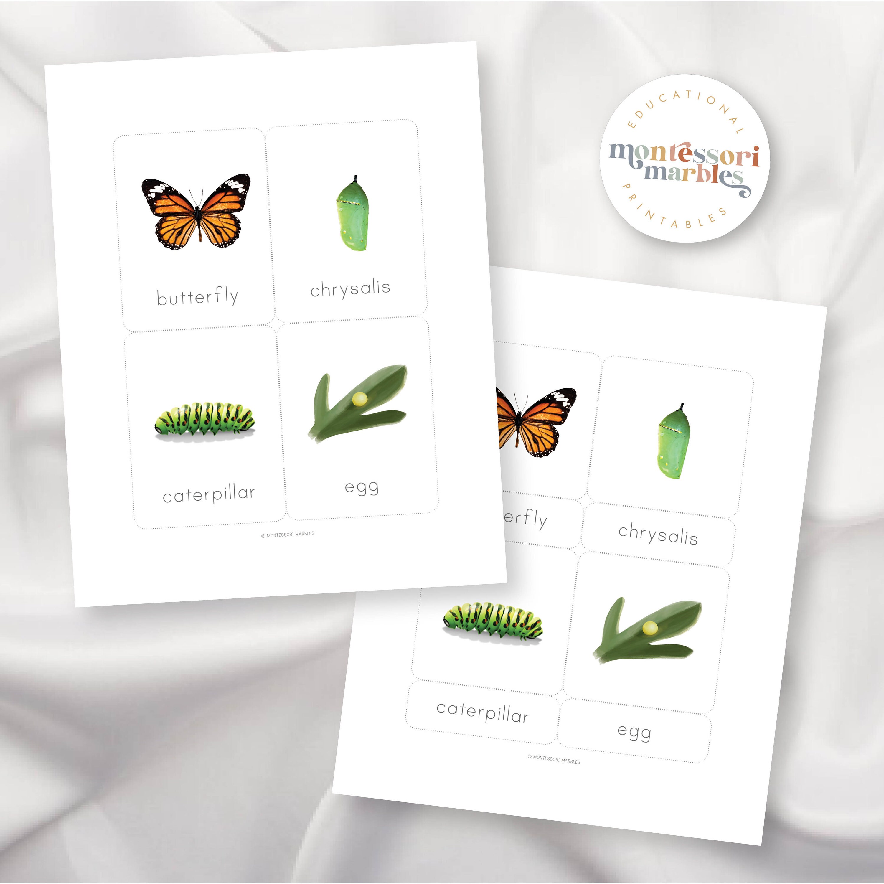 Butterfly Life Cycle Nomenclature Cards | Montessori Science ...