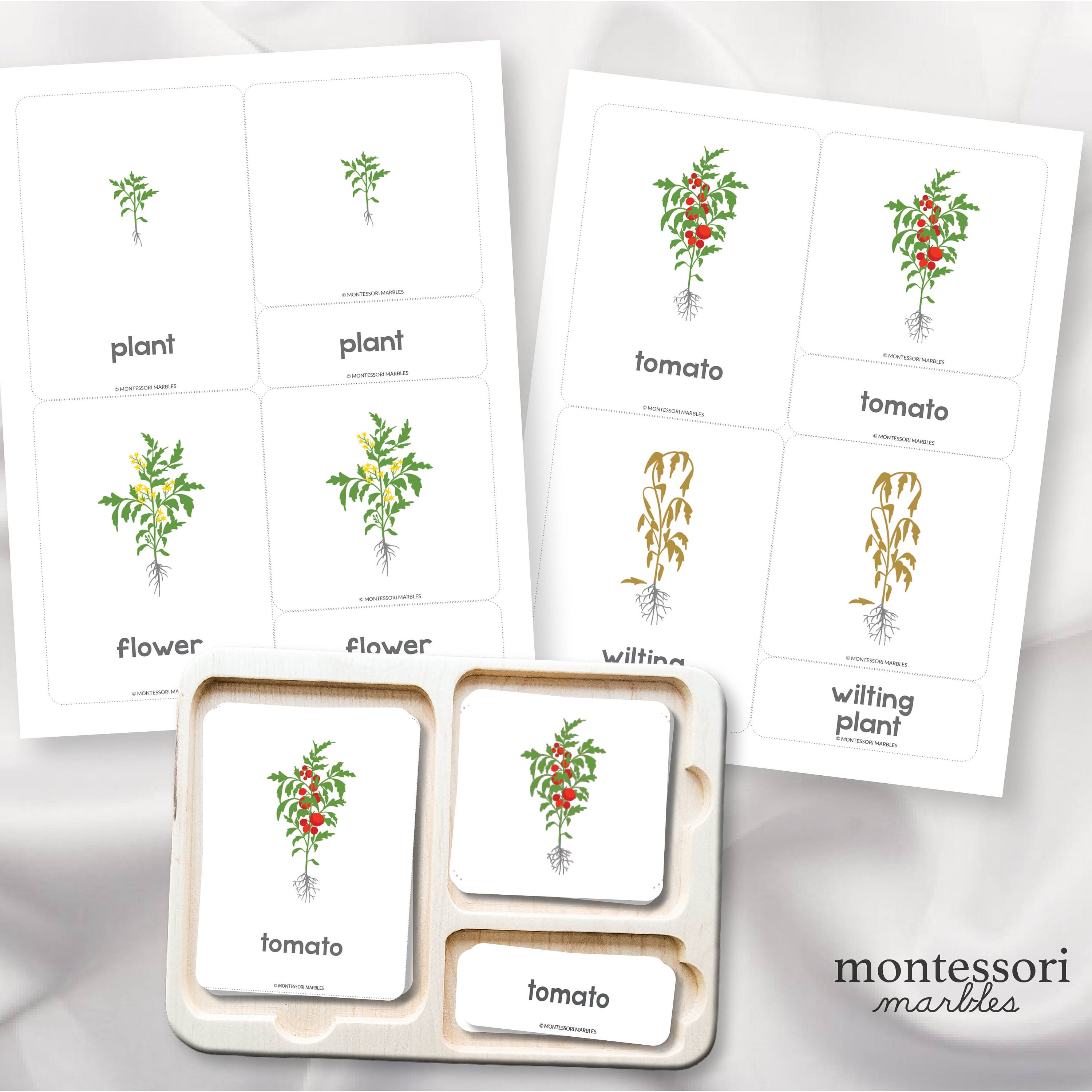 Life Cycle of a Tomato Plant Montessori Nomenclature Cards and Life ...