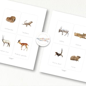 DESERT ANIMALS Flash Cards | Vocabulary Builder | Montessori Inspired ...