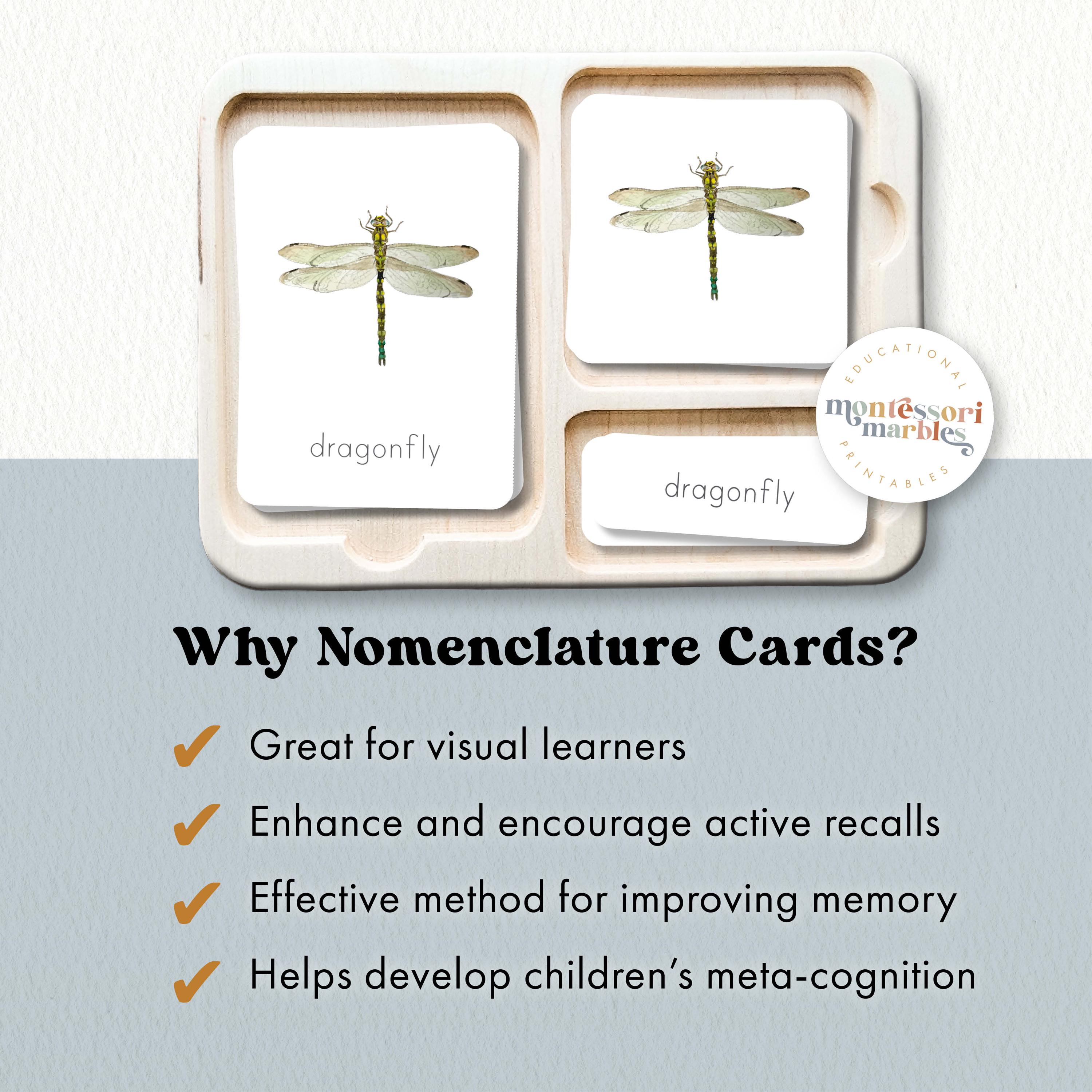 Montessori Dragonfly Life Cycle Nomenclature Cards | Sequencing ...
