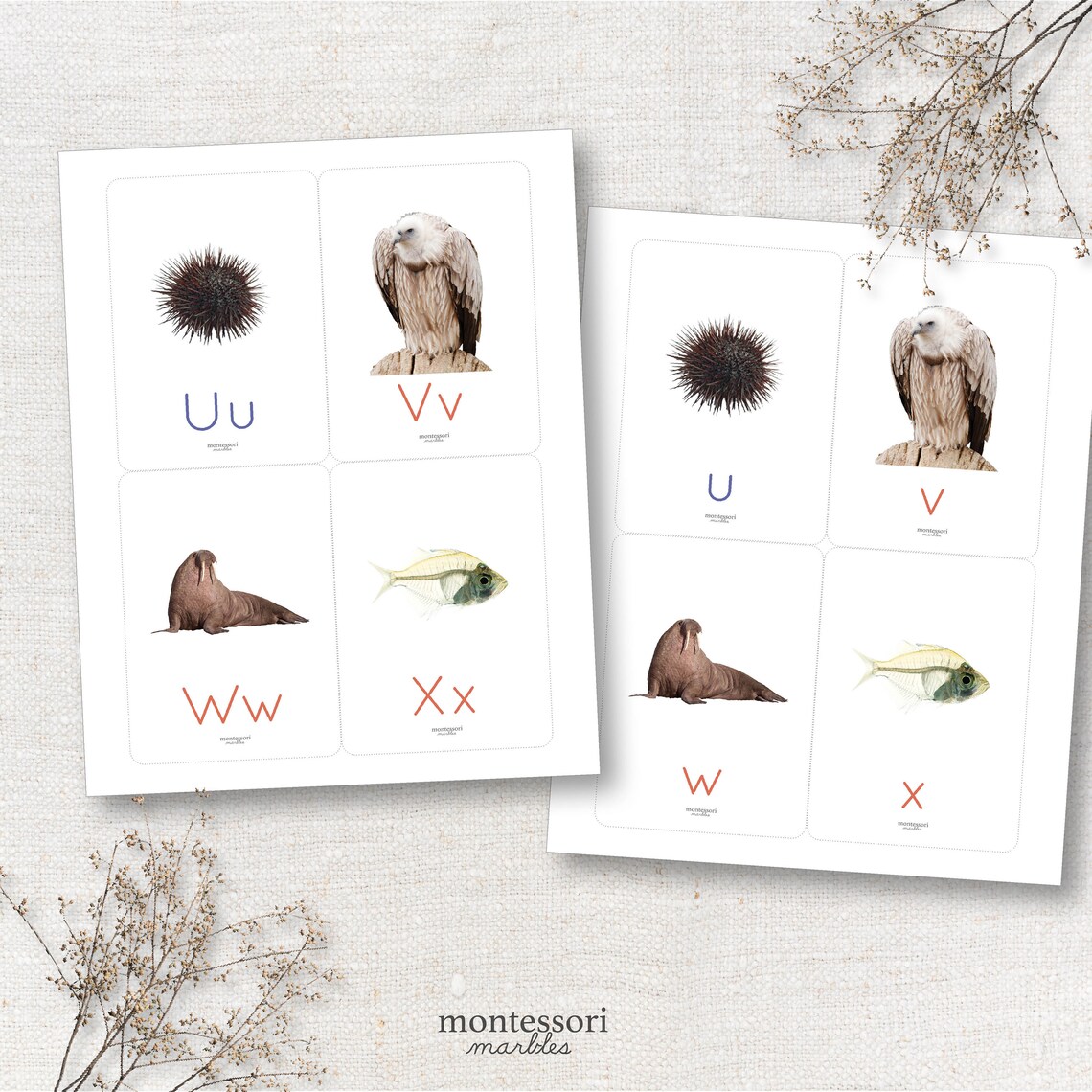 BEGINNING SOUNDS Flash Card Montessori Phonics Vocabulary - Etsy