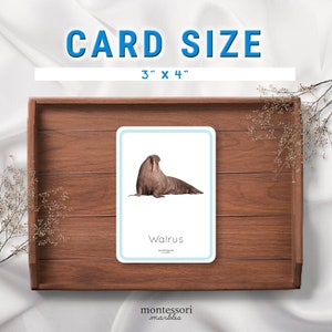 POLAR ANIMALS Flash Card Montessori, Arctic Animals, Winter Animals ...