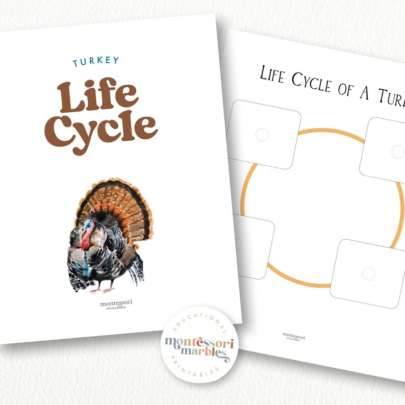 Turkey Life Cycle Cards Printable | Thanksgiving Science Activity ...