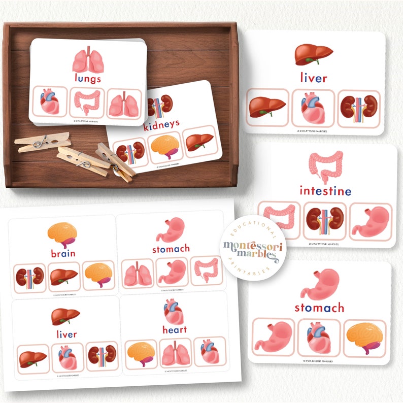 Human Body Organs Picture Matching | Anatomy Flash Cards | Montessori ...