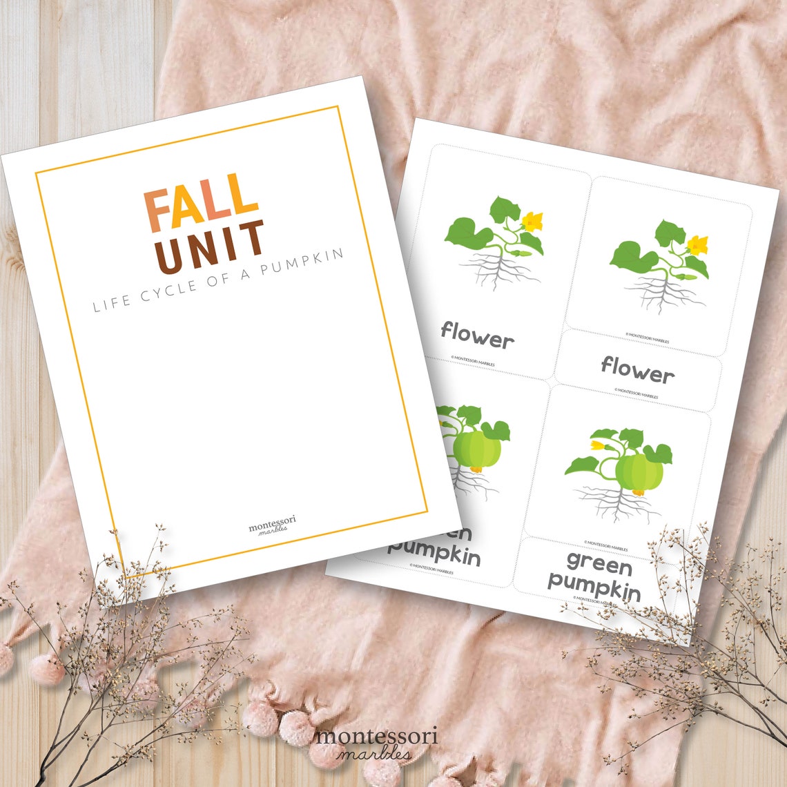 Life Cycle of a Pumpkin Montessori Nomenclature Cards - Etsy