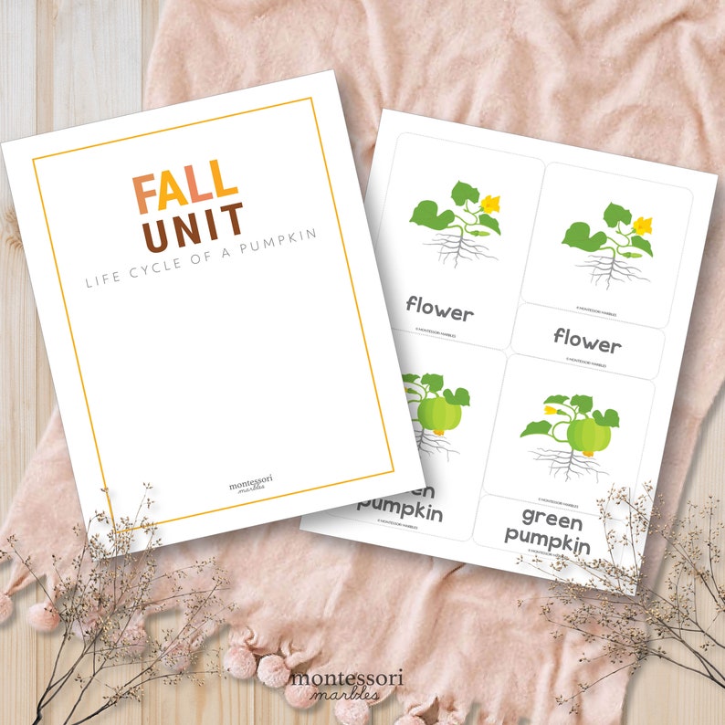 Life Cycle of a Pumpkin Montessori Nomenclature Cards - Etsy