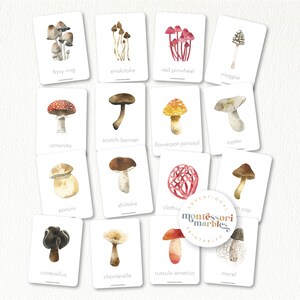 MUSHROOM Flash Cards Montessori Inspired Fall Autumn Vocabulary Builder ...