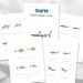 SHARKS Nomenclature Cards Types of Sharks Watercolor Sharks Flash Cards ...