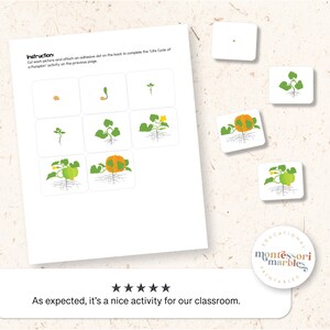 Life Cycle of a Pumpkin | Montessori Nomenclature Cards | Montessori at ...