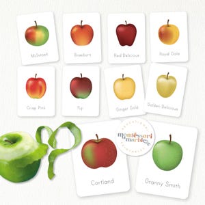 APPLES Flash Cards | 10 Flashcards | Montessori Inspired Homeschool ...