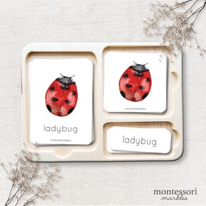 LADYBUG Life Cycle and Nomenclature Cards Montessori - Etsy