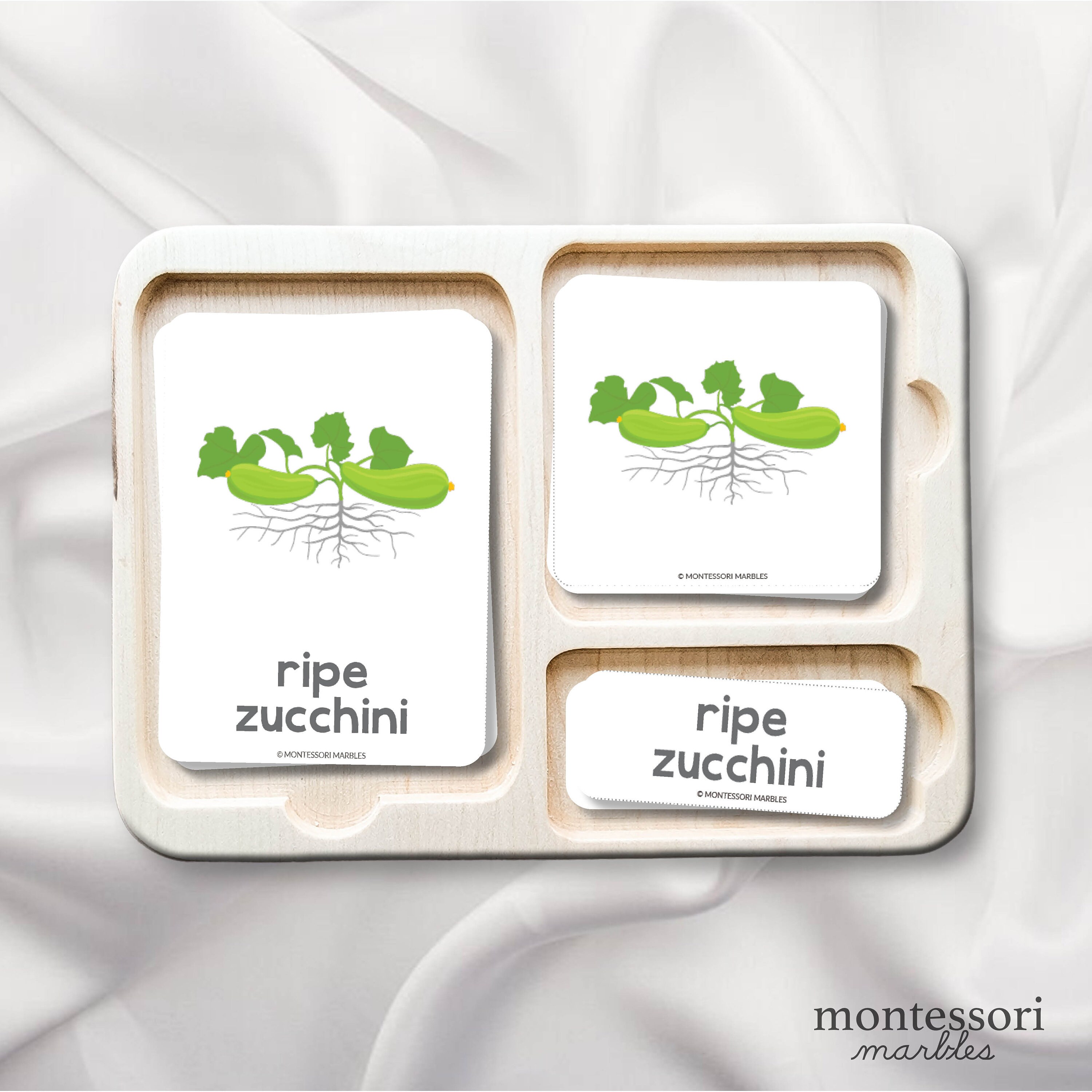 Life Cycle of a Zucchini Montessori Nomenclature Cards - Etsy