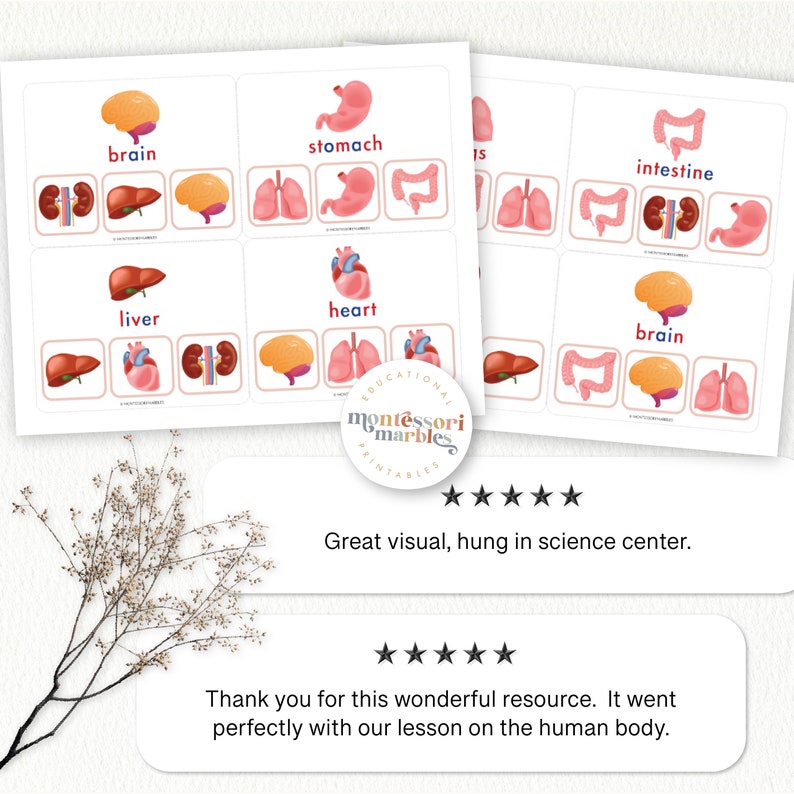 Human Body Organs Picture Matching | Anatomy Flash Cards | Montessori ...