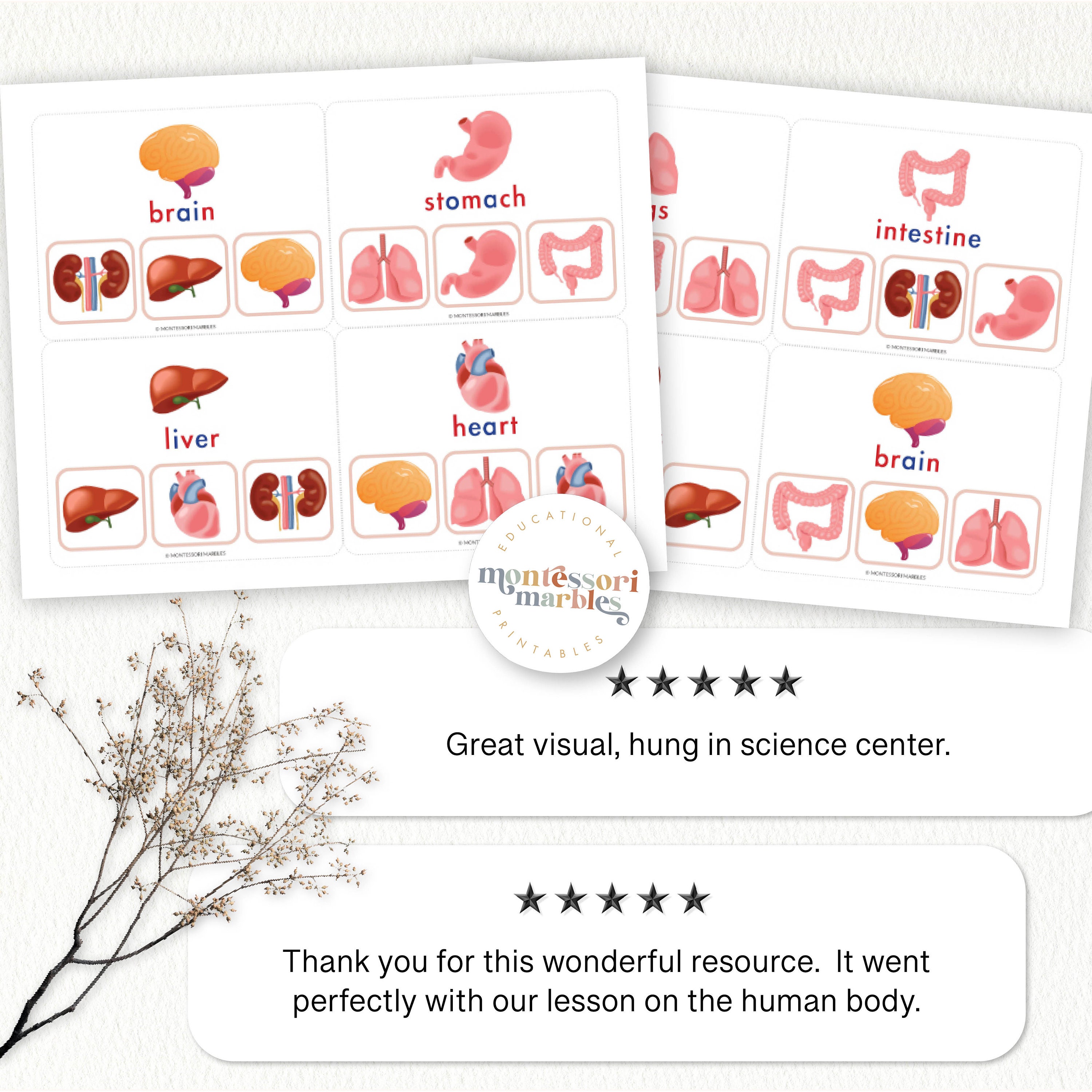 Human Body Organs Picture Matching | Anatomy Flash Cards | Montessori ...