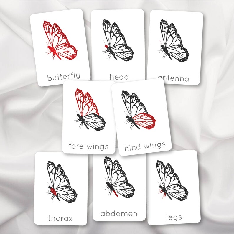 Parts of a Butterfly Montessori Nomenclature Three-part - Etsy
