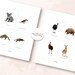 AUSTRALIAN ANIMALS Flash Cards Montessori Inspired Learning Resources ...