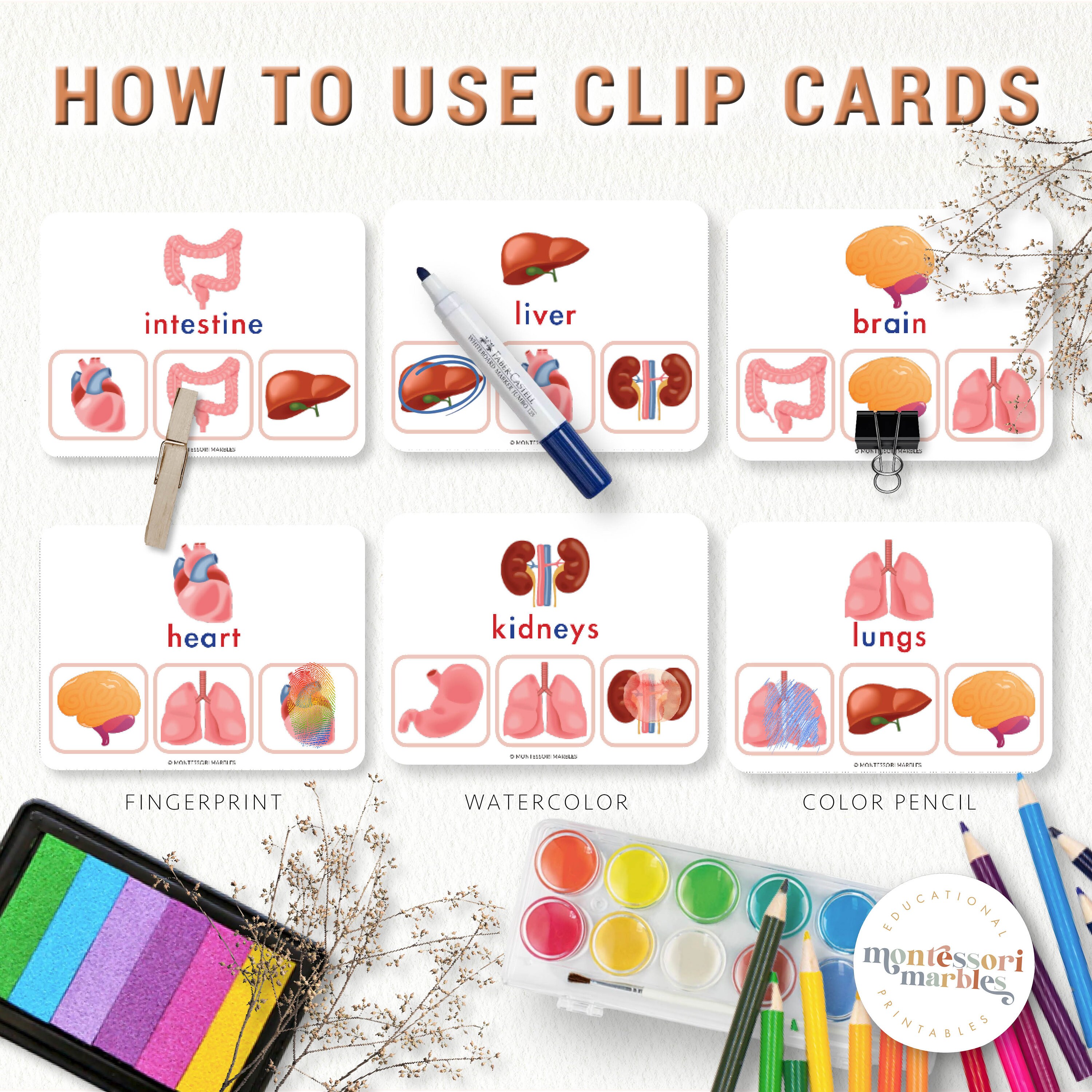 Human Body Organs Picture Matching | Anatomy Flash Cards | Montessori ...