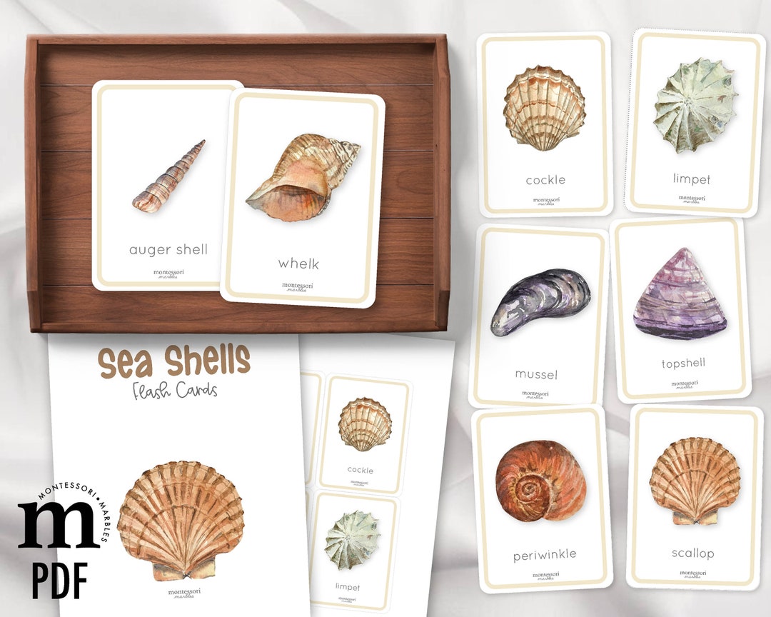 SEASHELLS Flash Cards Montessori Inspired Printable - Etsy