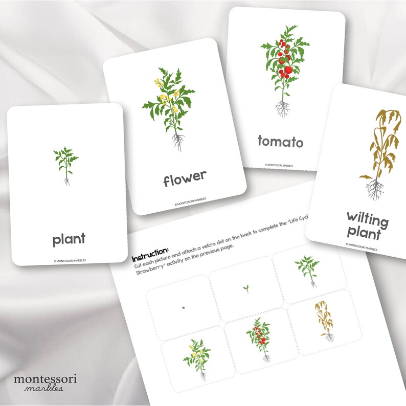 Life Cycle of a Tomato Plant Montessori Nomenclature Cards and Life ...
