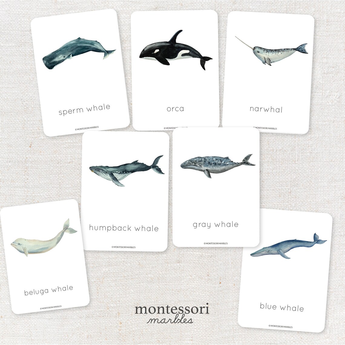 WHALES Montessori Nomenclature Cards Types of Whales - Etsy