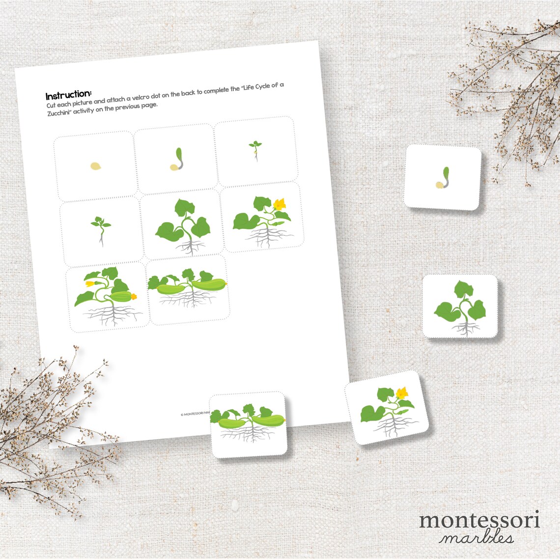 Life Cycle of a Zucchini Montessori Nomenclature Cards - Etsy