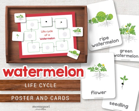 Life Cycle of a Watermelon & Nomenclature Cards for Preschool | Etsy