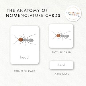 Parts of an Ant | Montessori Nomenclature Three-part Cards | Montessori ...