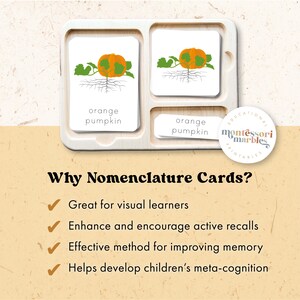 Life Cycle of a Pumpkin | Montessori Nomenclature Cards | Montessori at ...