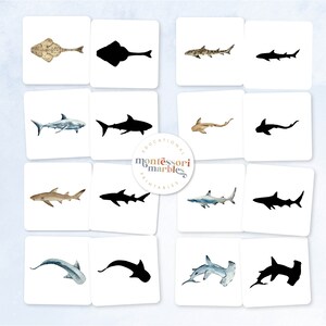 SHARKS Mini Bundle Unit Study | Montessori Inspired Sharks Week ...